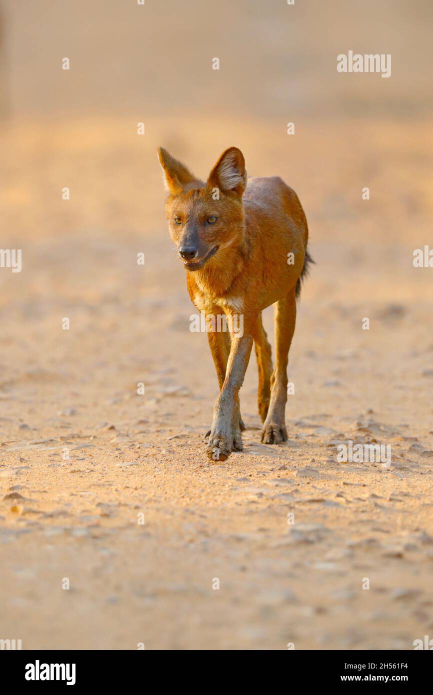 An adult Dhole or Indian wild dog (Cuon alpinus) at Tadoba Andhari ...