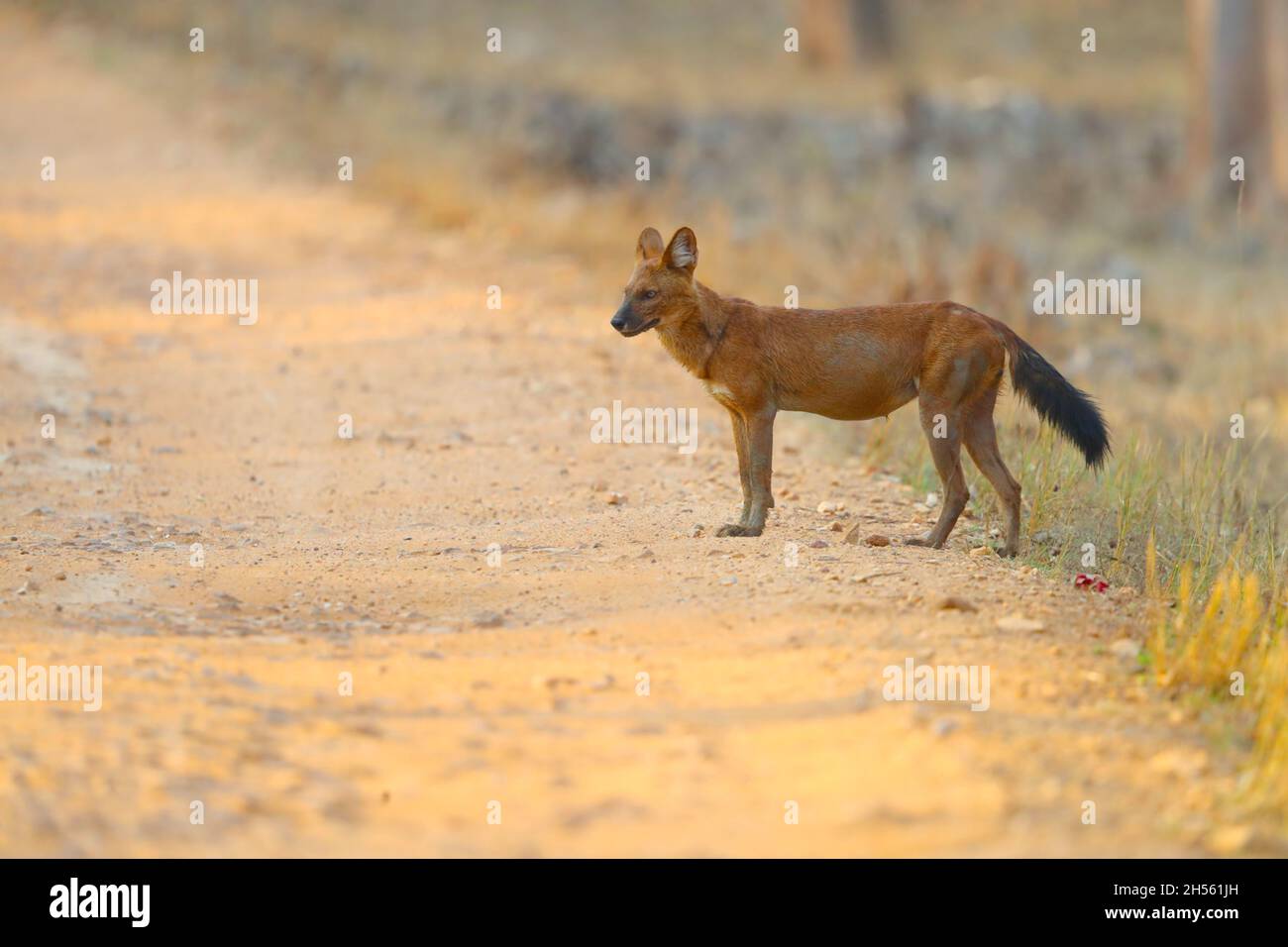 An adult Dhole or Indian wild dog (Cuon alpinus) at Tadoba Andhari ...