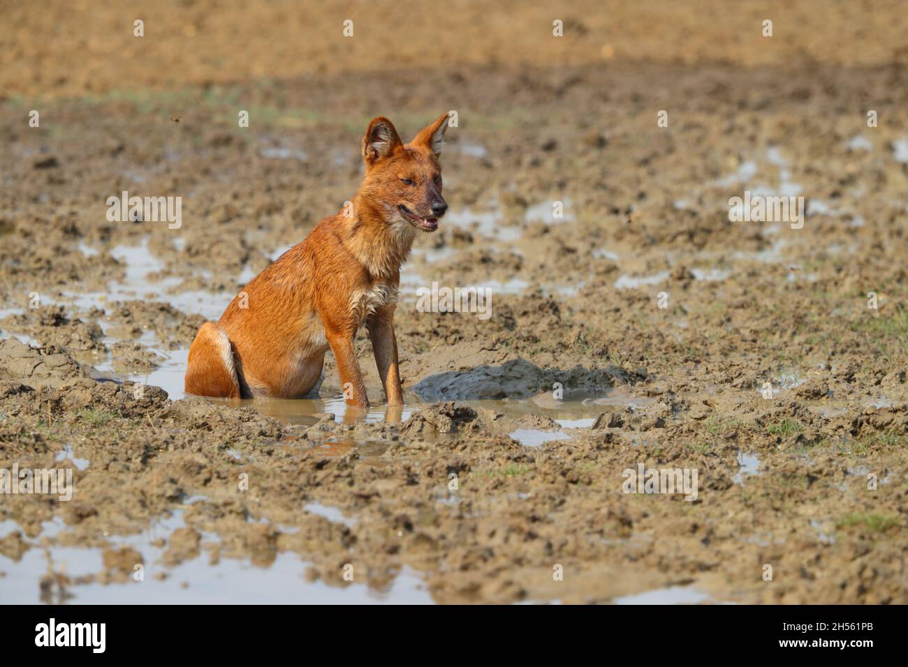 An adult Dhole or Indian wild dog (Cuon alpinus) at Tadoba Andhari ...