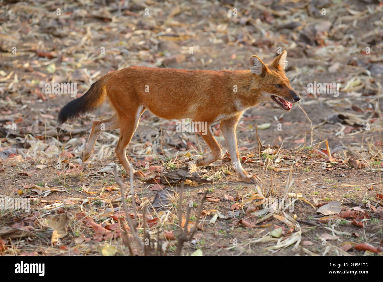 An adult Dhole or Indian wild dog (Cuon alpinus) at Tadoba Andhari ...