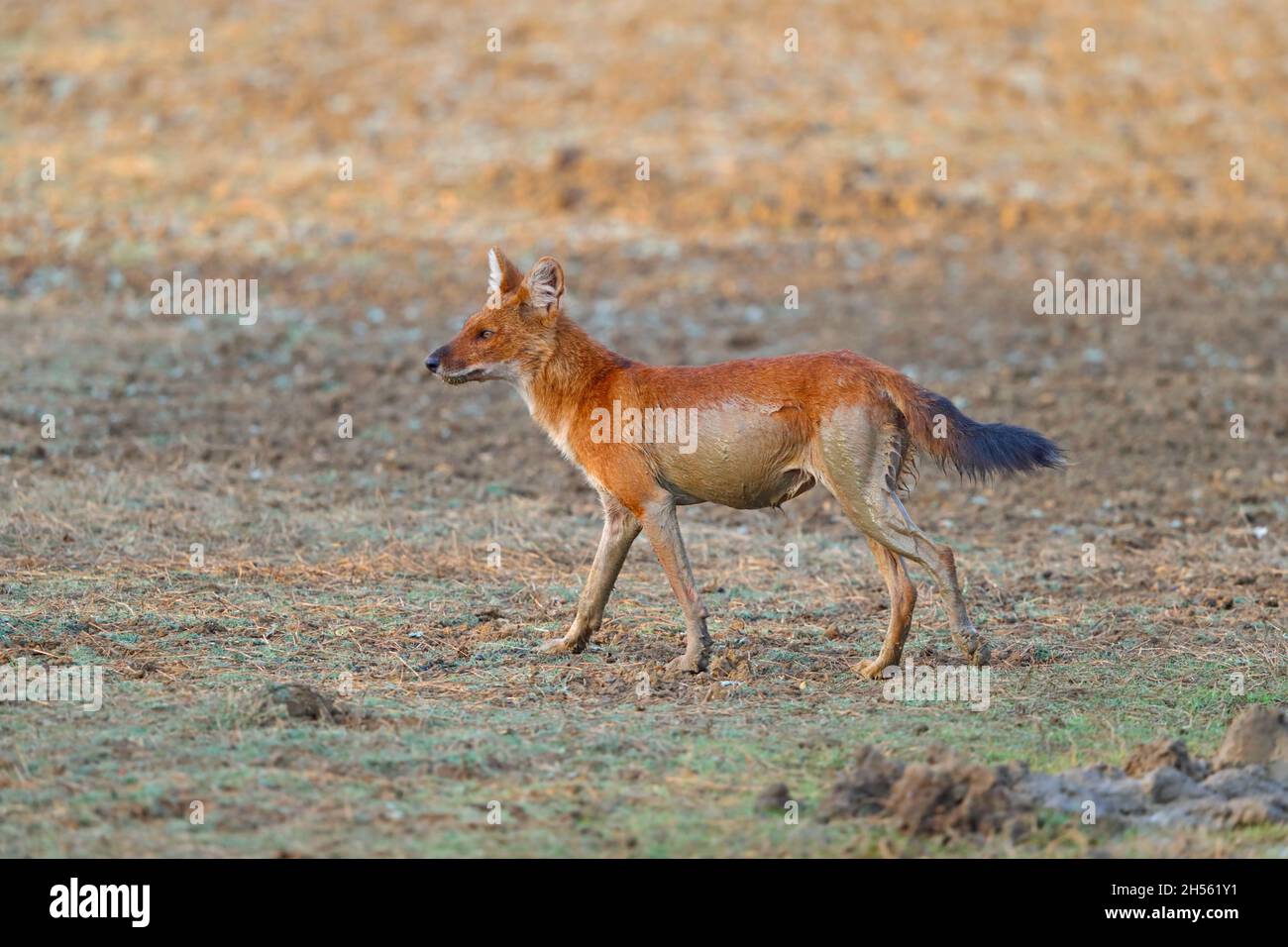 Pair of dholes hi-res stock photography and images - Alamy