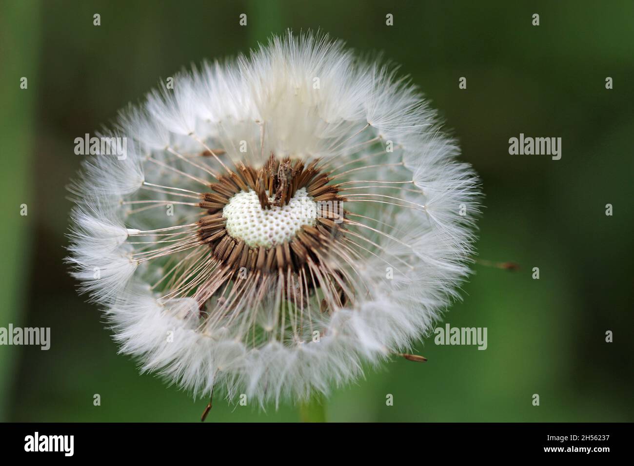 Goatsbeard, Tragopogon pratensis, flower seed head close up with ...