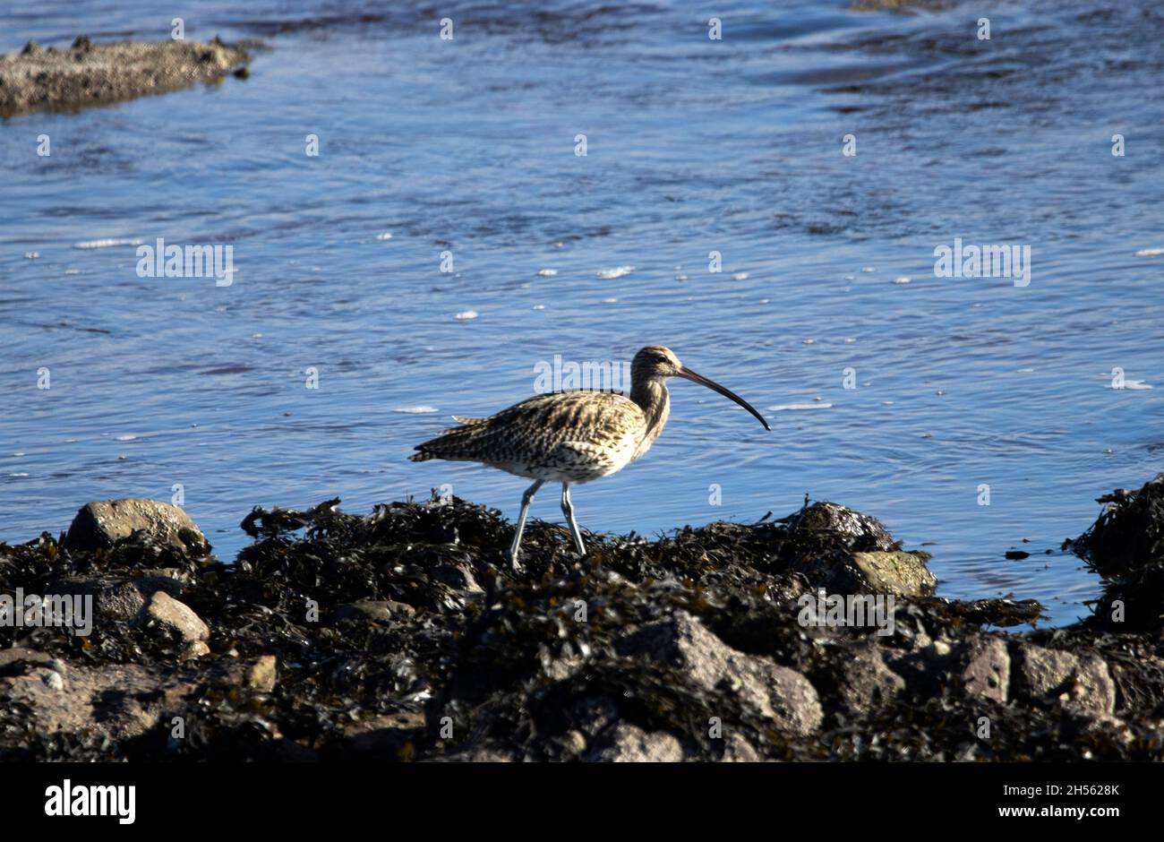 The distinctive down-curved beak of the Curlew and their size malke ...