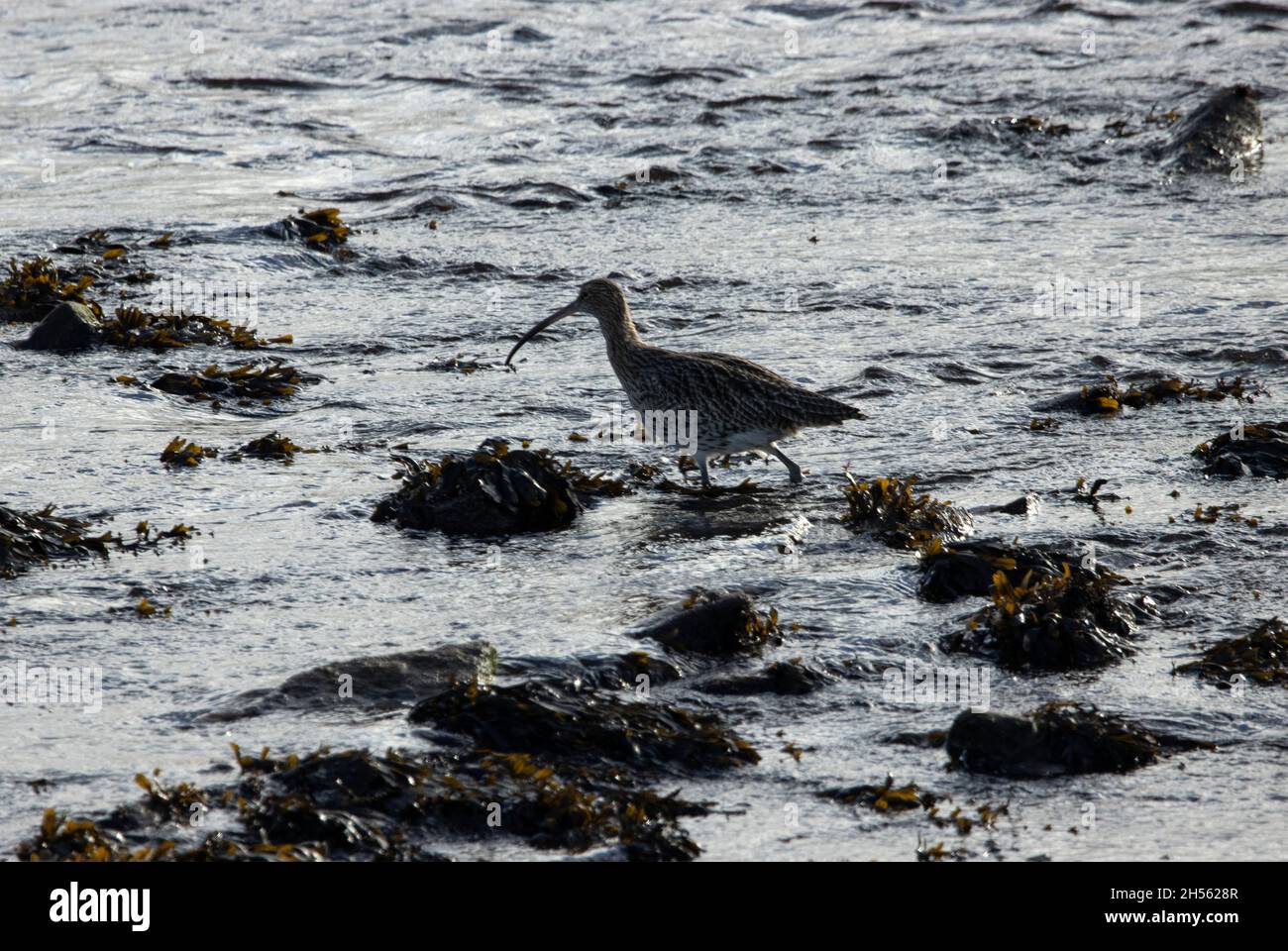 The distinctive down-curved beak of the Curlew and their size make them ...