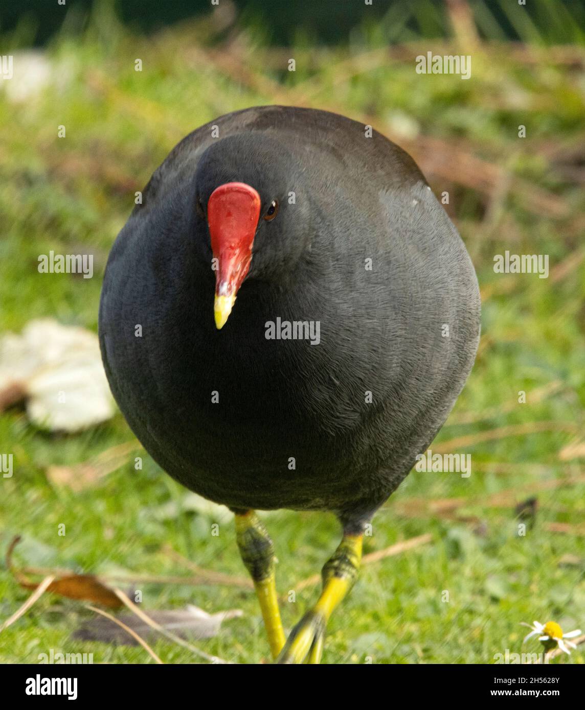 Adult Moorhens have a distinctive bright red forehead shield that ...