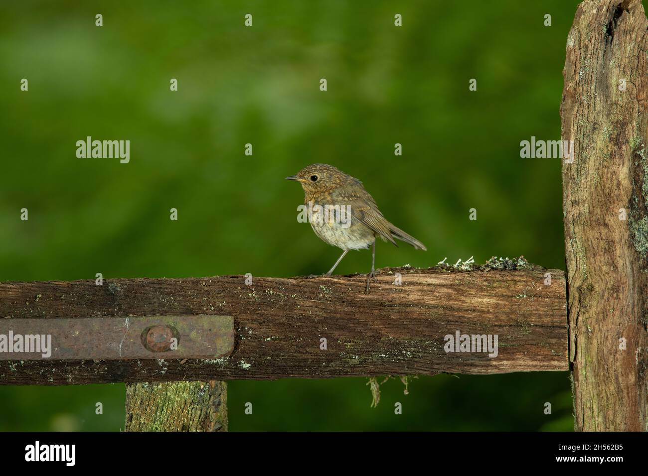Robin (Erithacus rubecula), young bird sitting on woodland gate ...