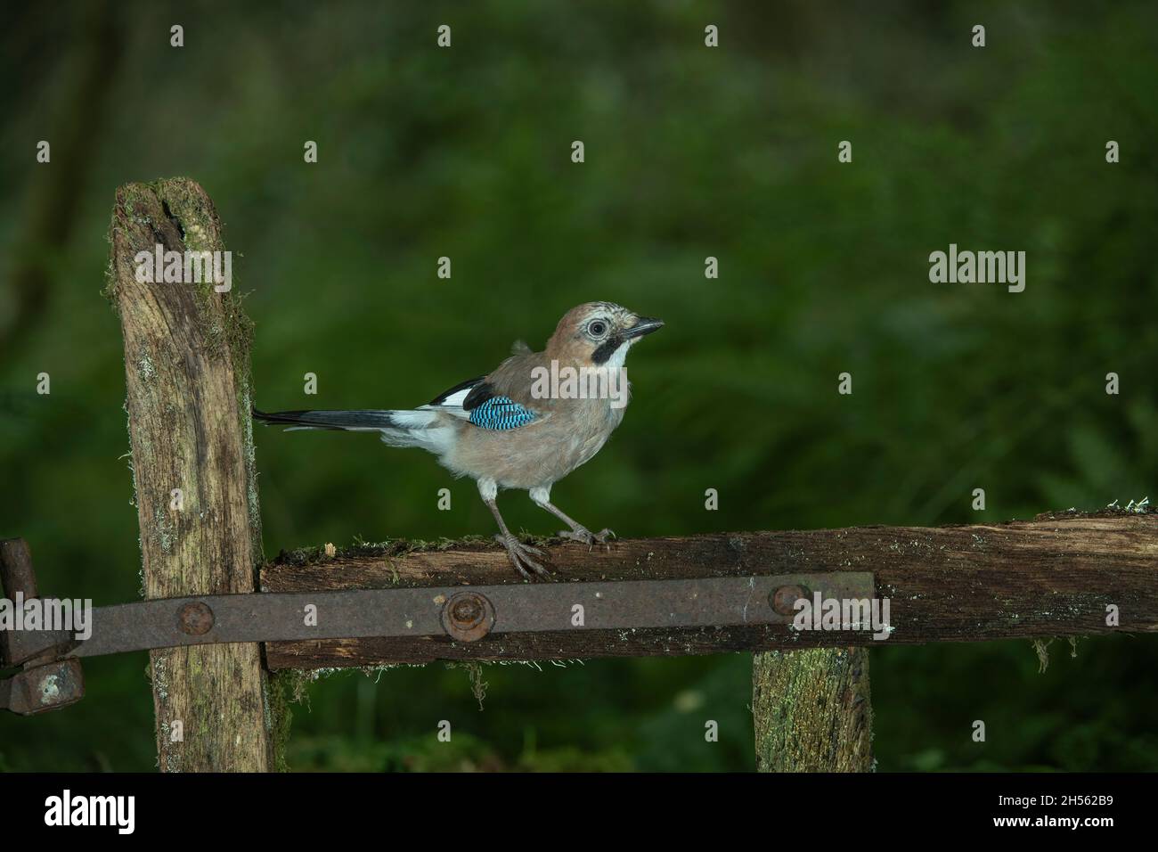Jay (Garrulus glandarius), sitting on woodland gate, Dumfries, Scotland ...