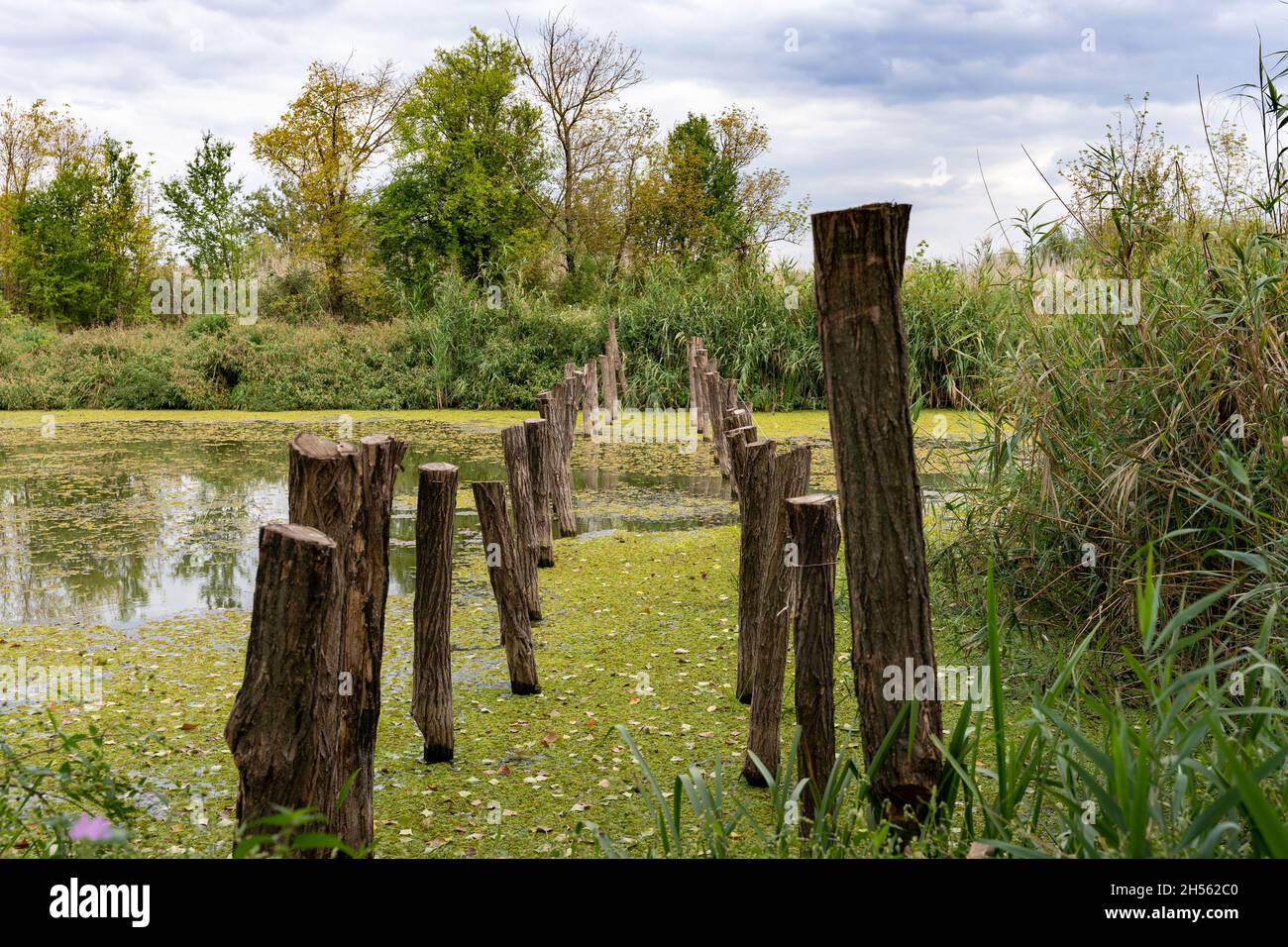 Serbia swamp hi-res stock photography and images - Alamy