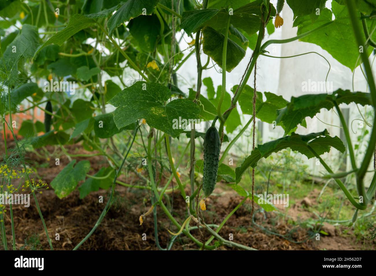 Cucumbers in a garden in the village. Scourge of cucumbers on the grid ...