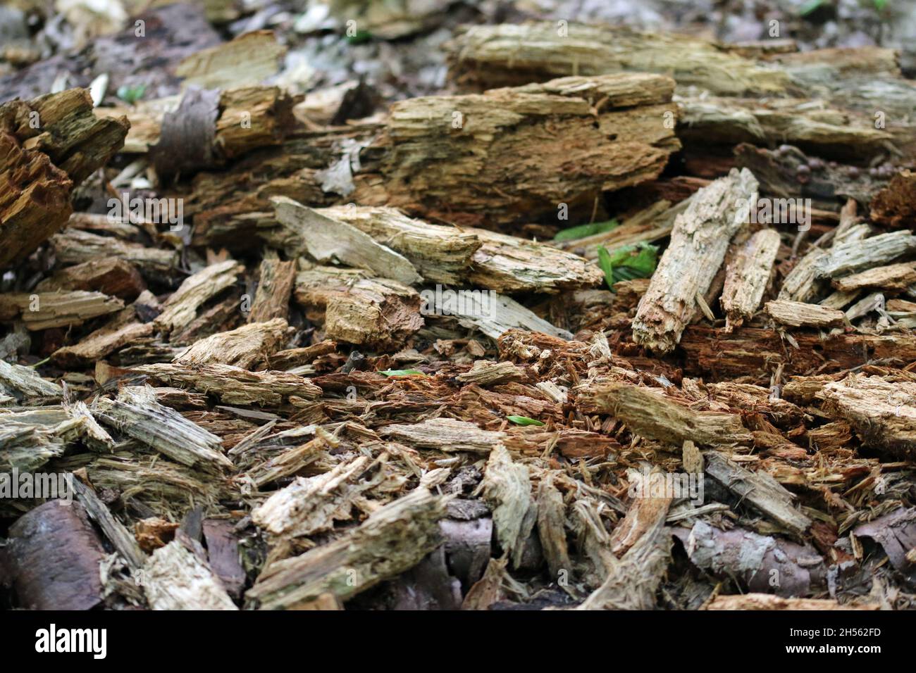 Remains of a dead tree trunk rotting and crumbling on a woodland floor ...