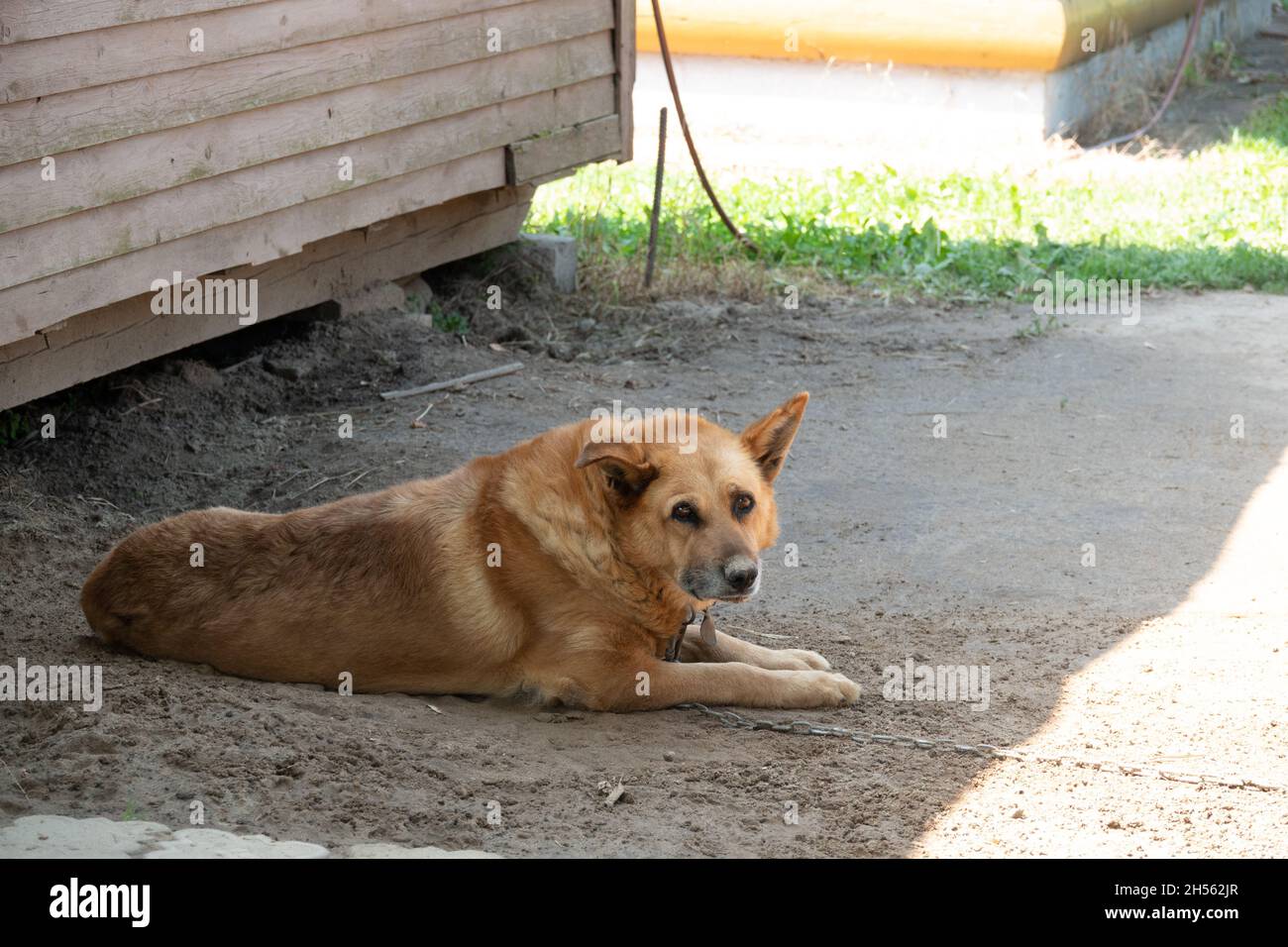 Dog with sad face. Sad australian shepherd . Sad dog eyes Stock Photo ...