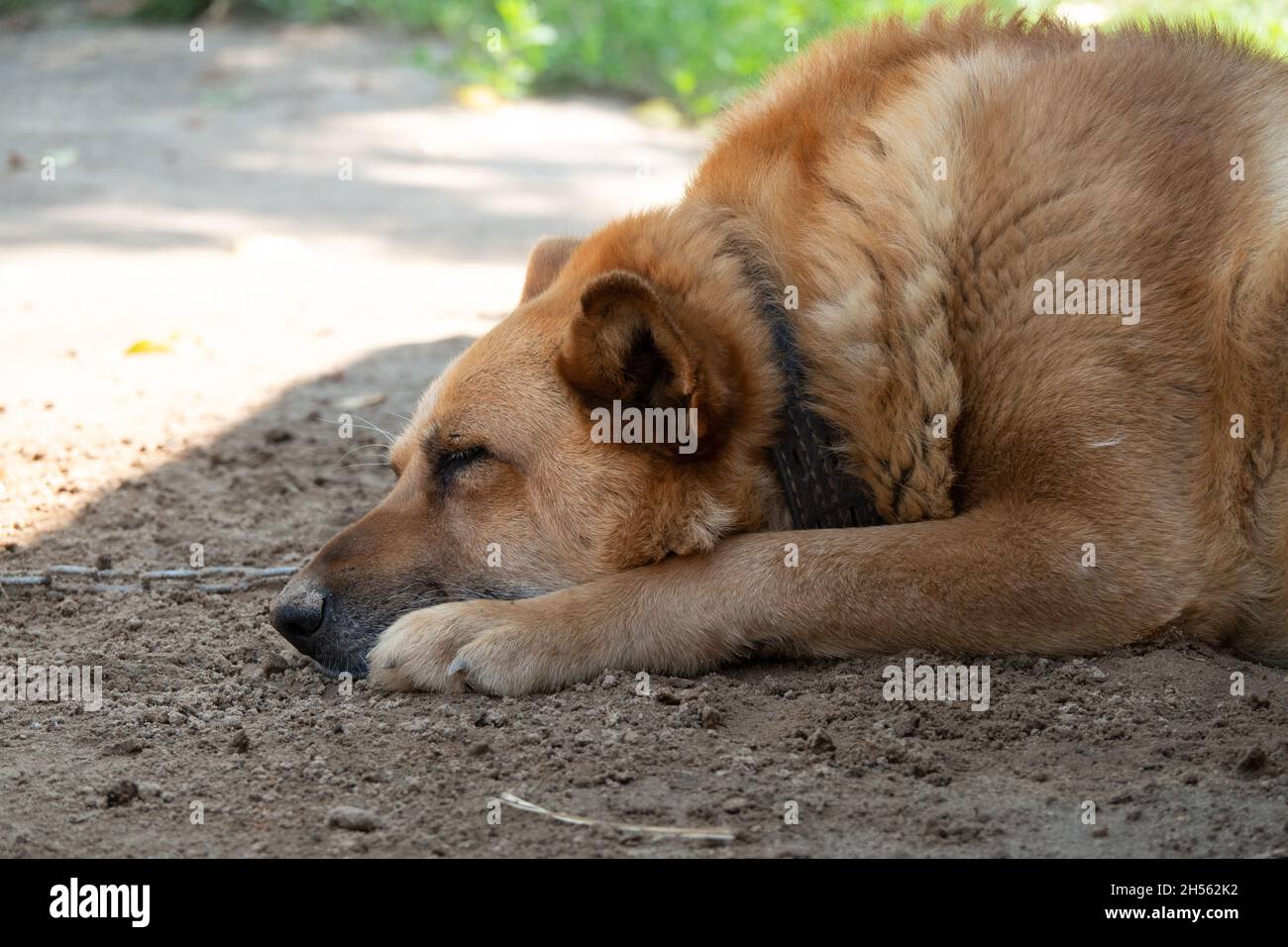 Dog with sad face. Sad australian shepherd . Sad dog eyes Stock Photo ...