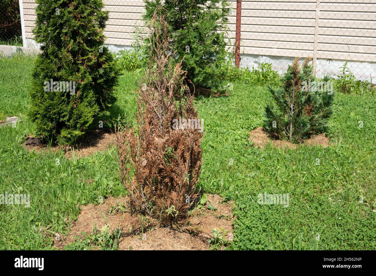 Path dead plants hi-res stock photography and images - Alamy