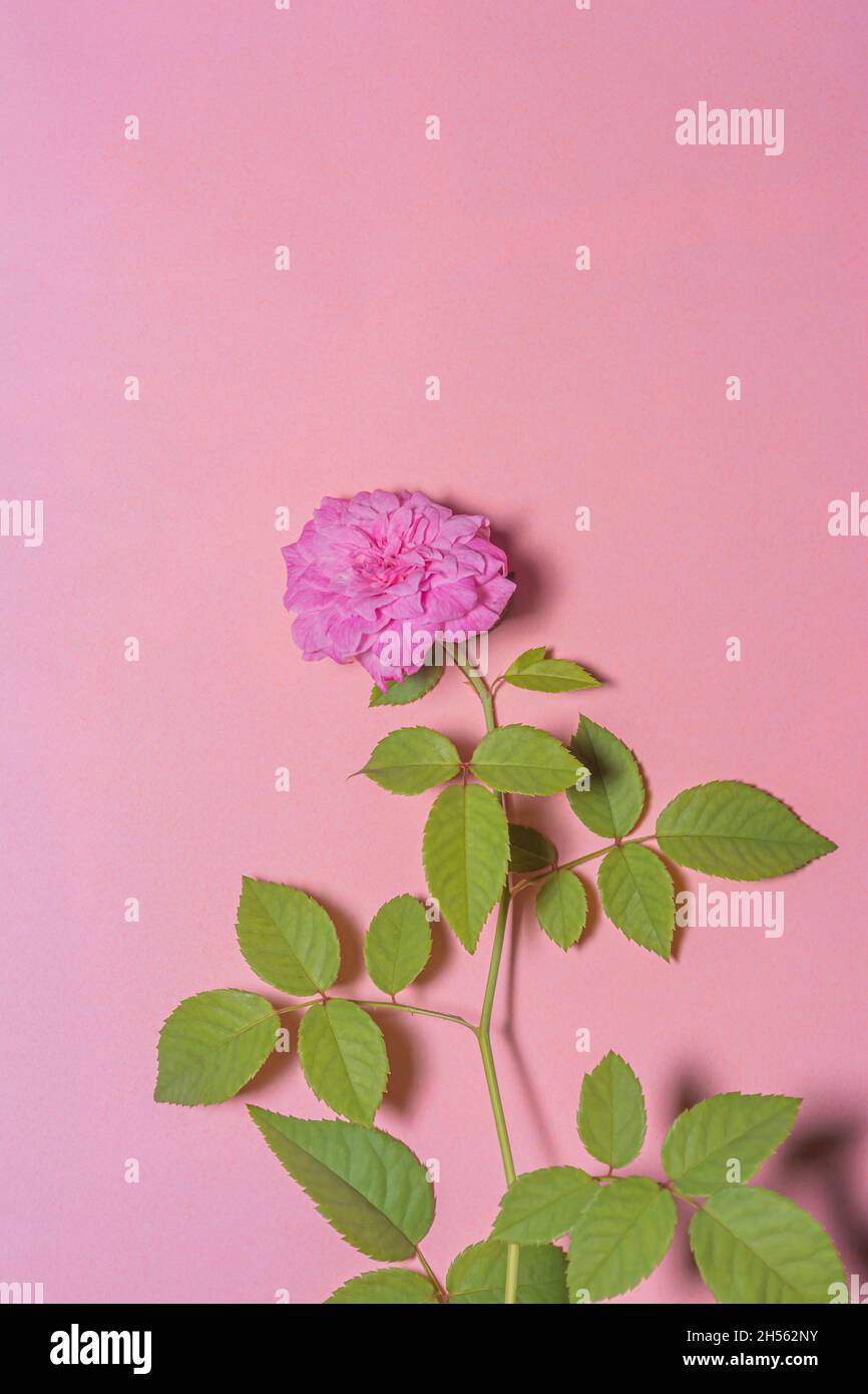 Rose flower in rose textured rose paper background Stock Photo - Alamy