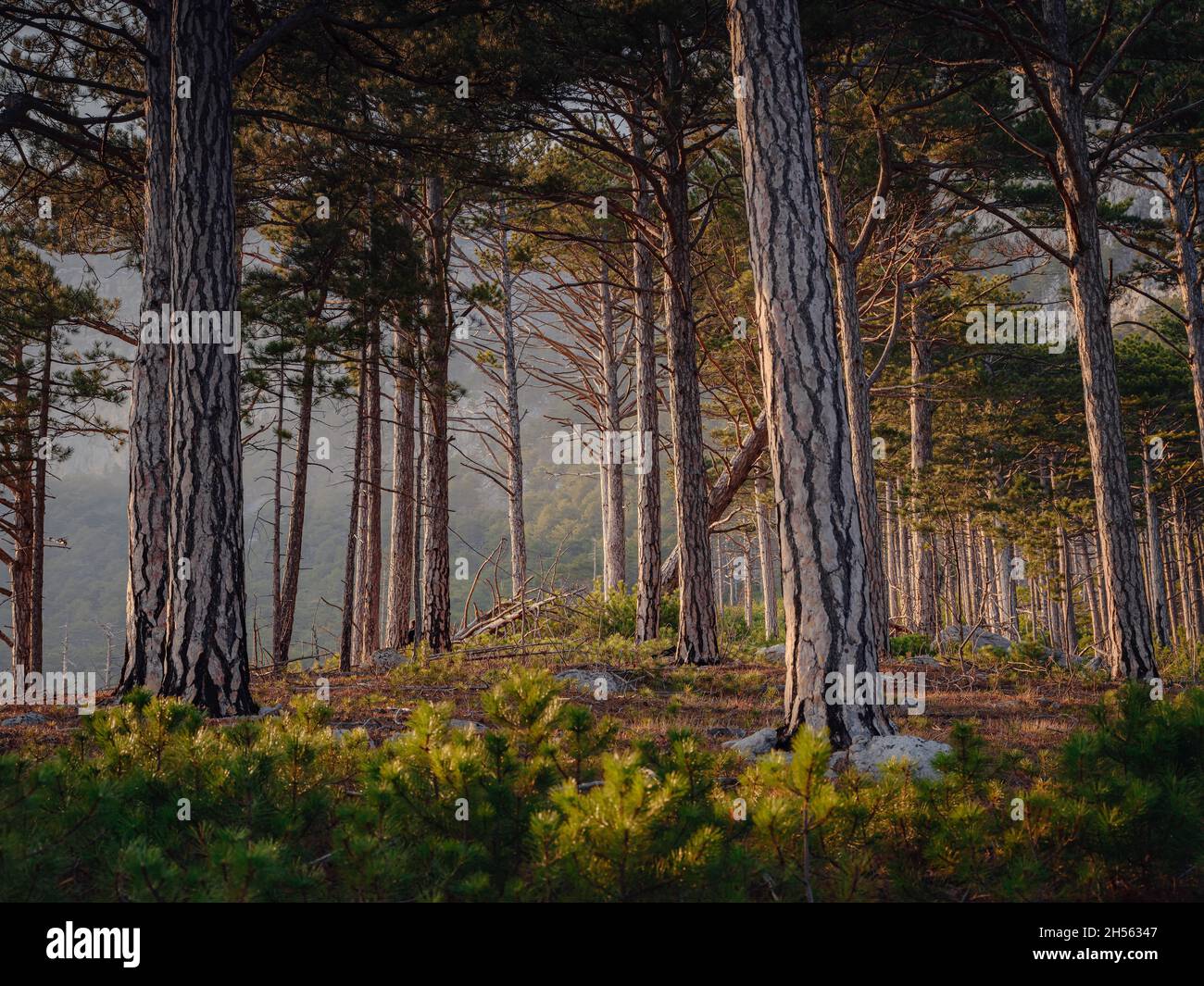 Virgin forrest hi-res stock photography and images - Alamy