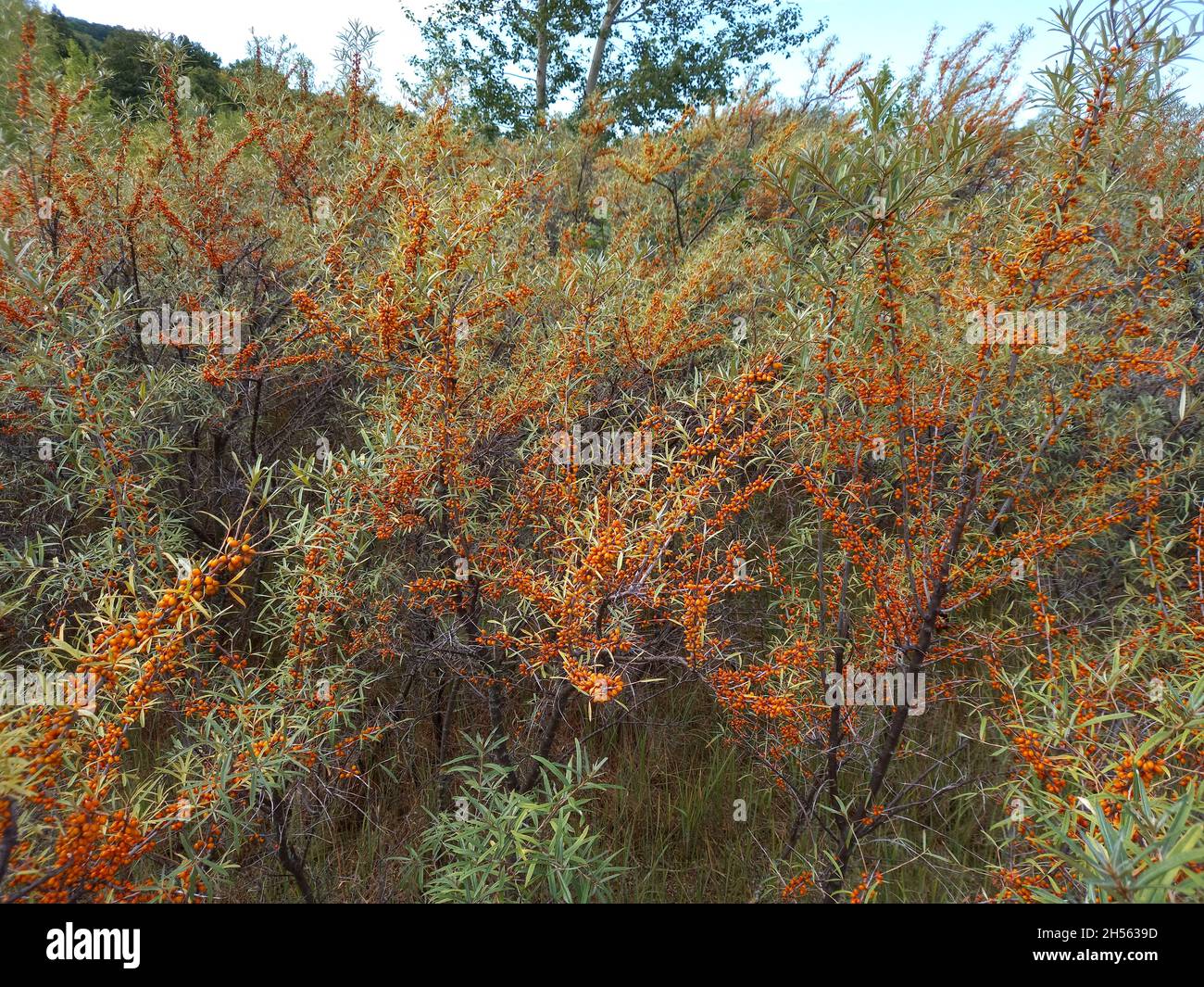Ripe sea buckthorn berries on the bushes in the garden. High quality ...