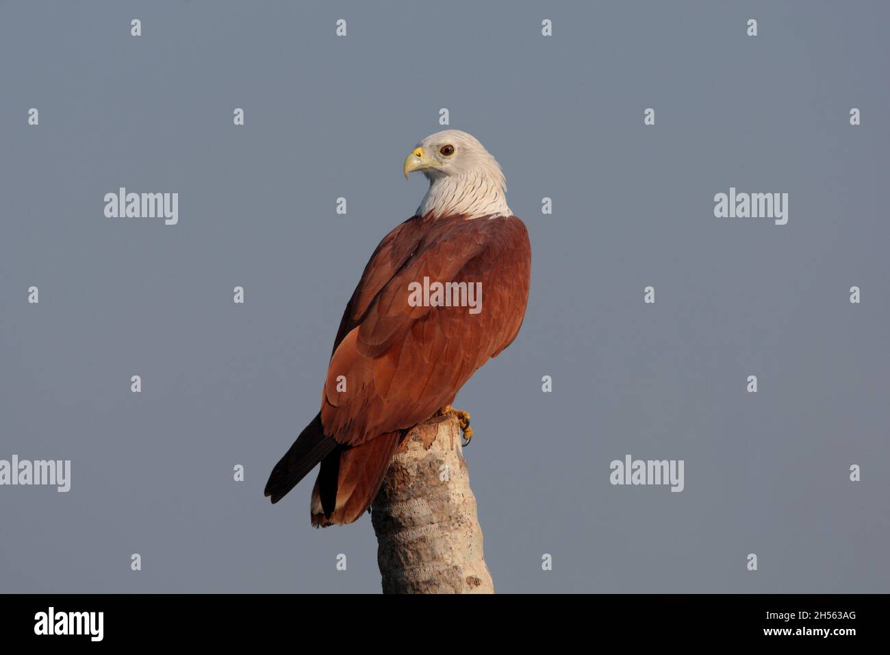Adult brahminy kite hi-res stock photography and images - Alamy