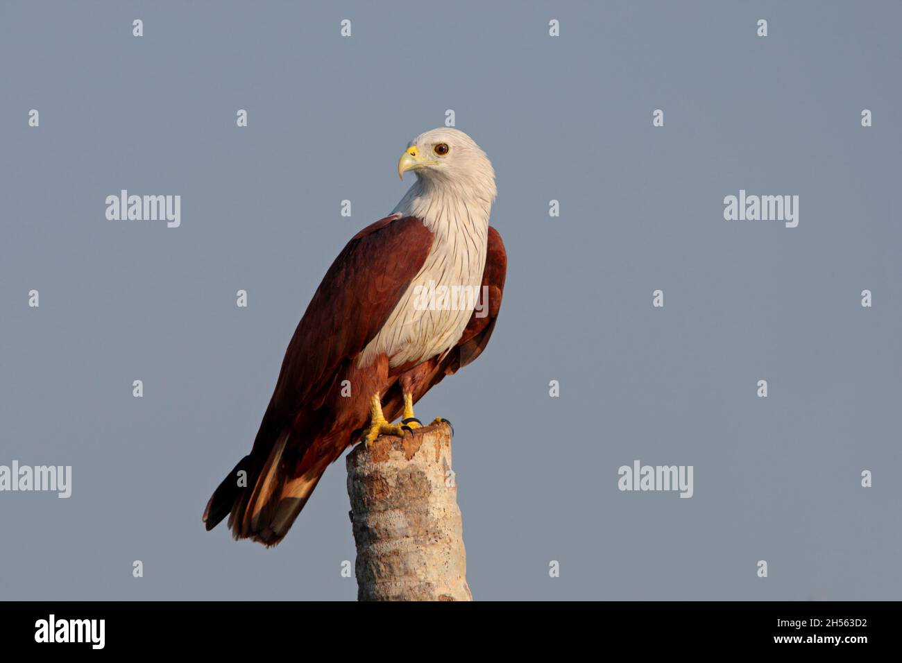 Adult brahminy kite hi-res stock photography and images - Alamy