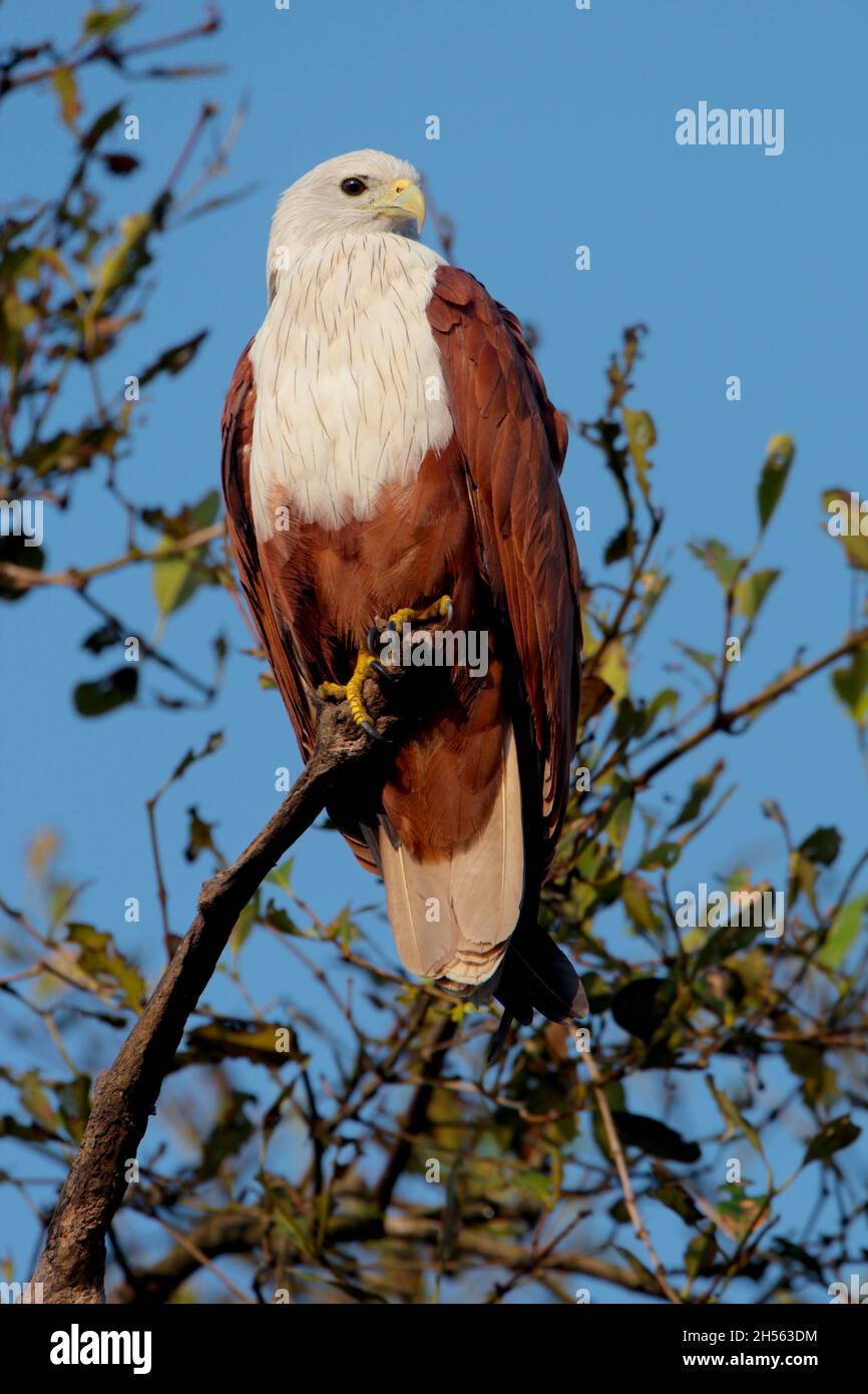 Adult brahminy kite in india hi-res stock photography and images - Alamy