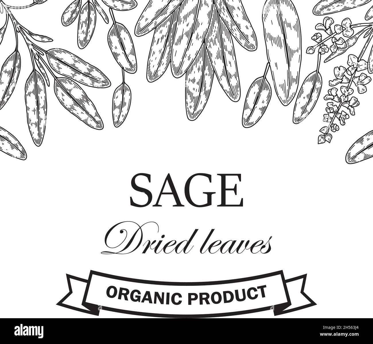 Hand drawn sage design. Vector illustration in sketch style Stock ...