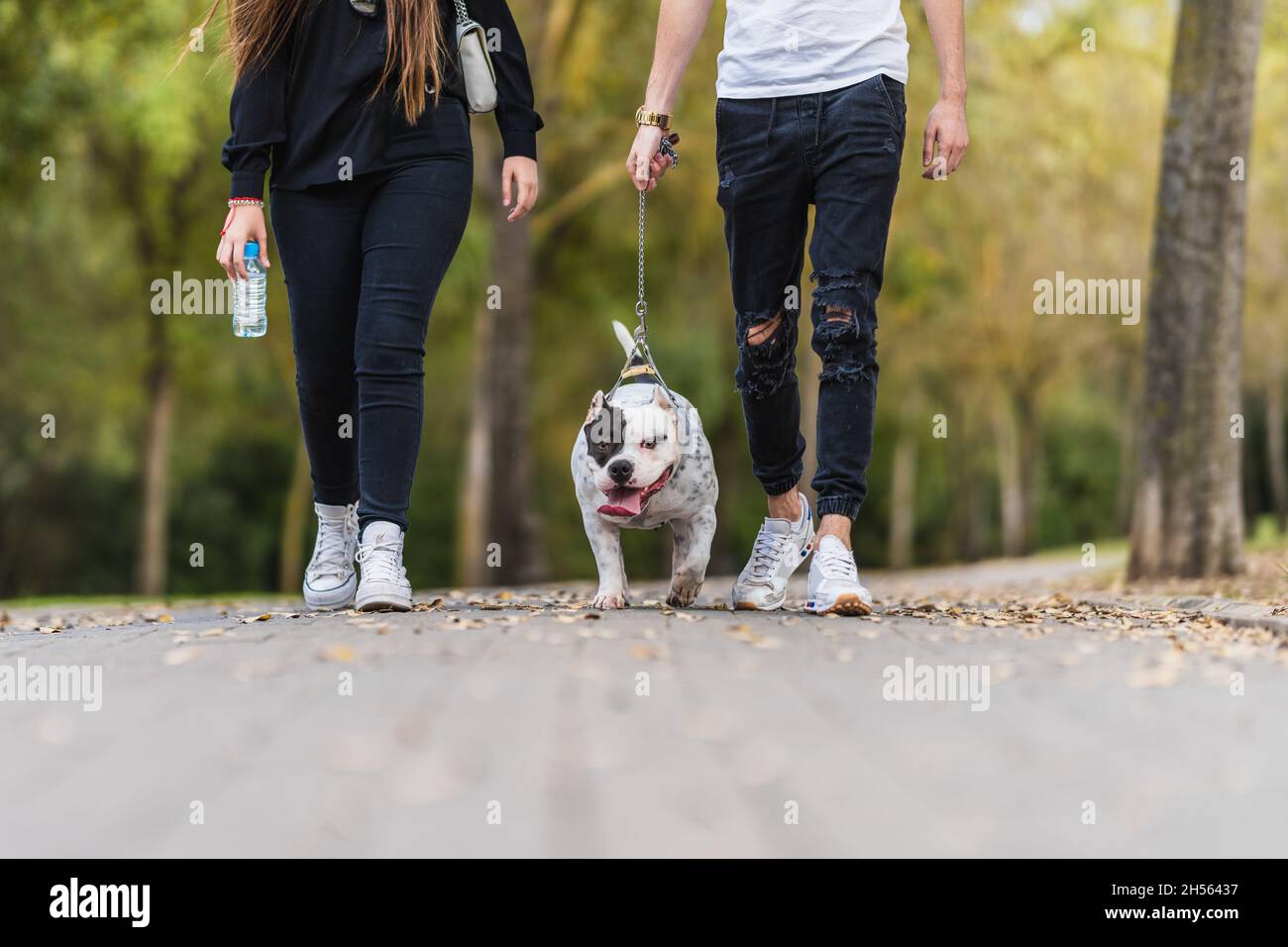 Two people walking an American Bully dog on a park Stock Photo - Alamy