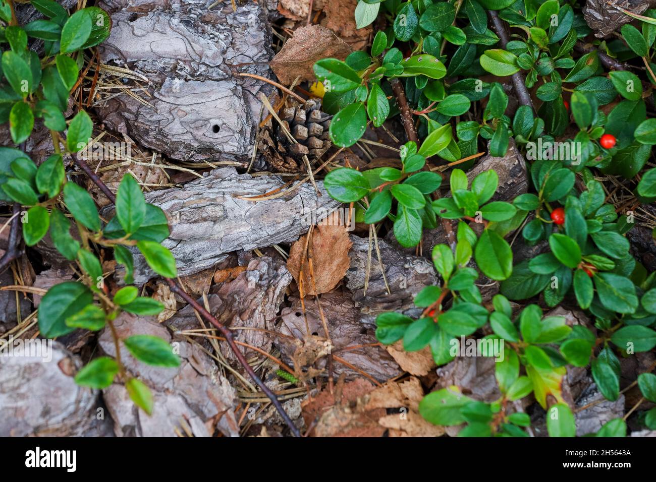 Green leaves and tree bark, background. Summer Stock Photo - Alamy