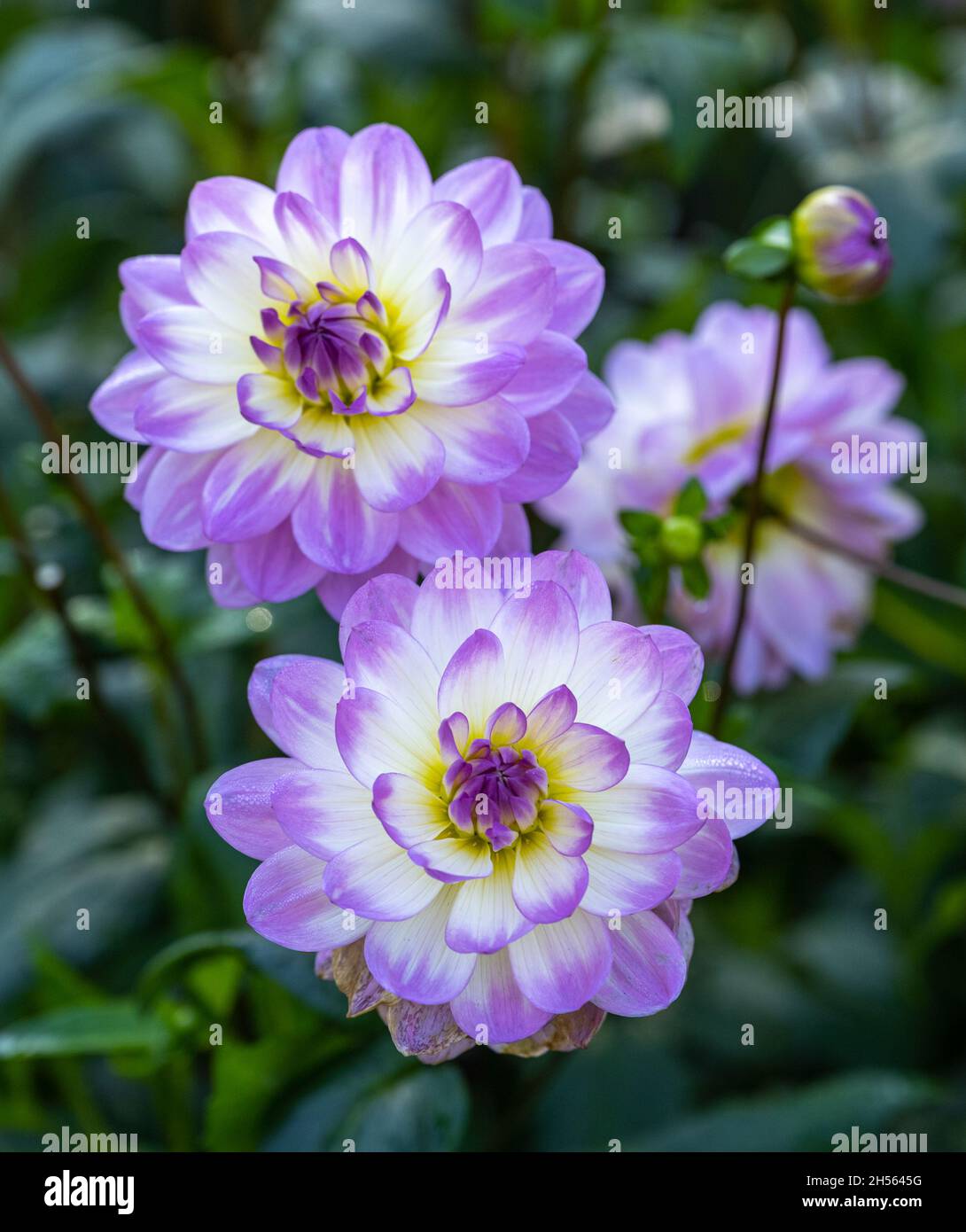 The dahlia (name, Sandia Melody) in the dahlia garden Baden Baden near ...