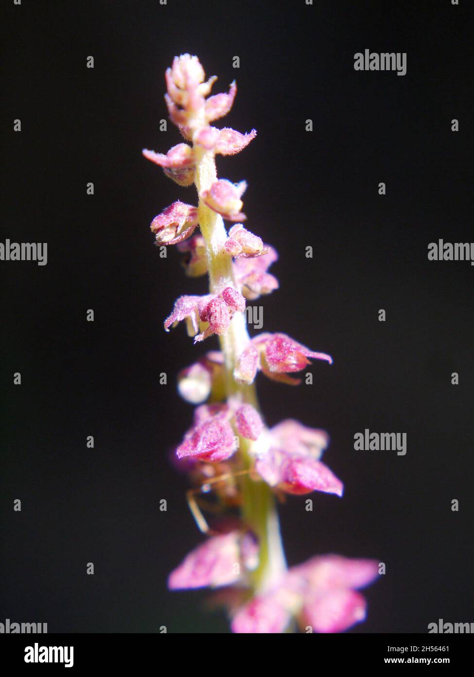 Floral detailed flower hi-res stock photography and images - Alamy
