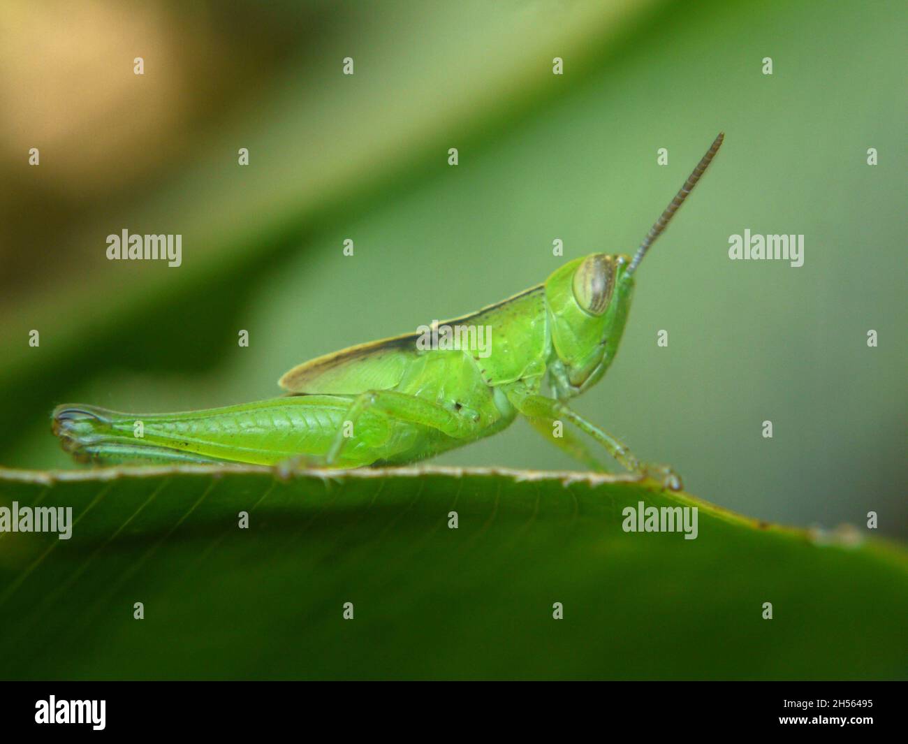 Portrait of a grasshopper on a green leaf Stock Photo - Alamy