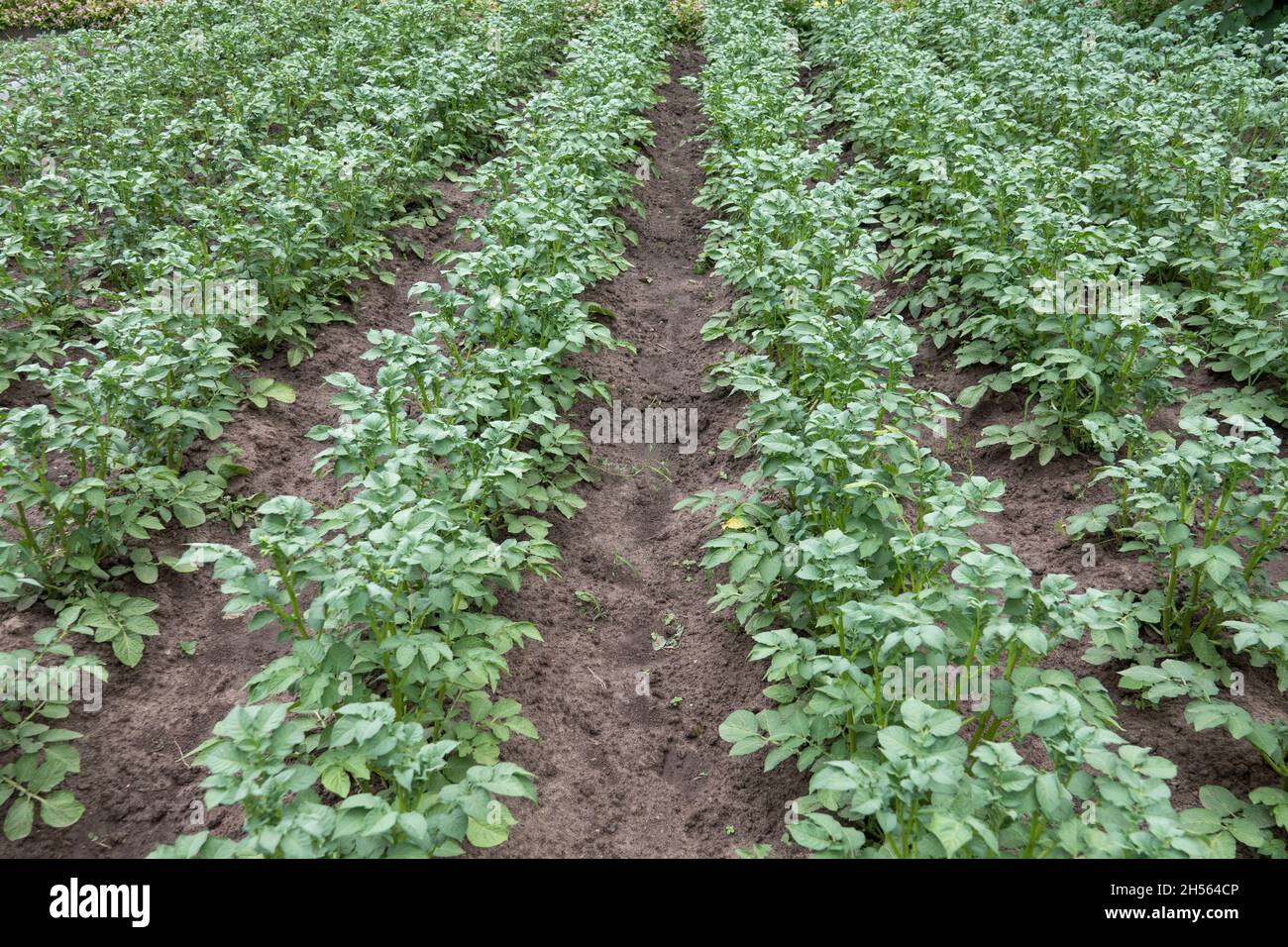 potato plantations grow in the field. vegetable rows. farming, agriculture. Landscape with ...