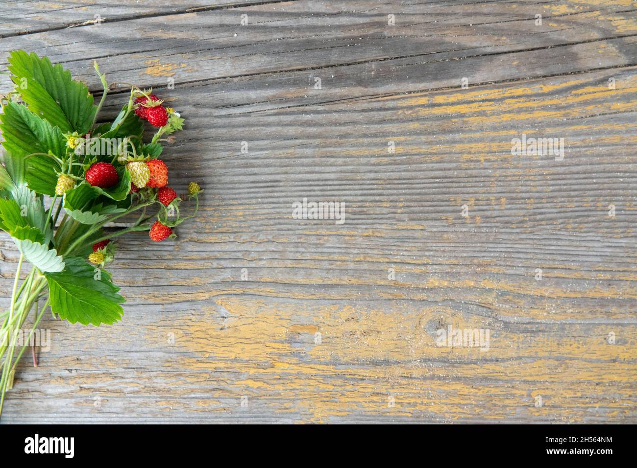 Fragaria vesca, European strawberry, wood strawberry. Wild strawberry ...