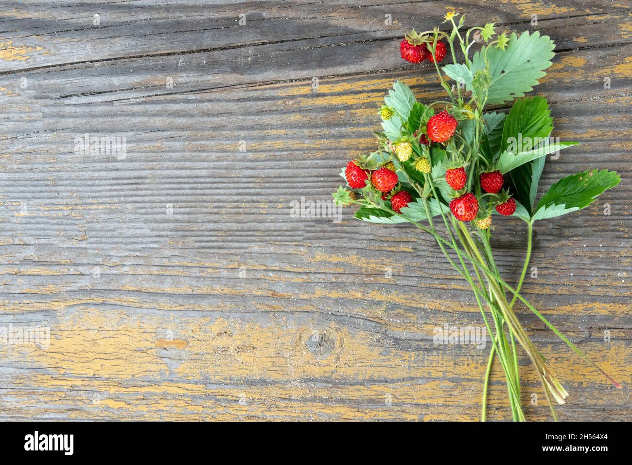 Fragaria vesca, European strawberry, wood strawberry. Wild strawberry ...