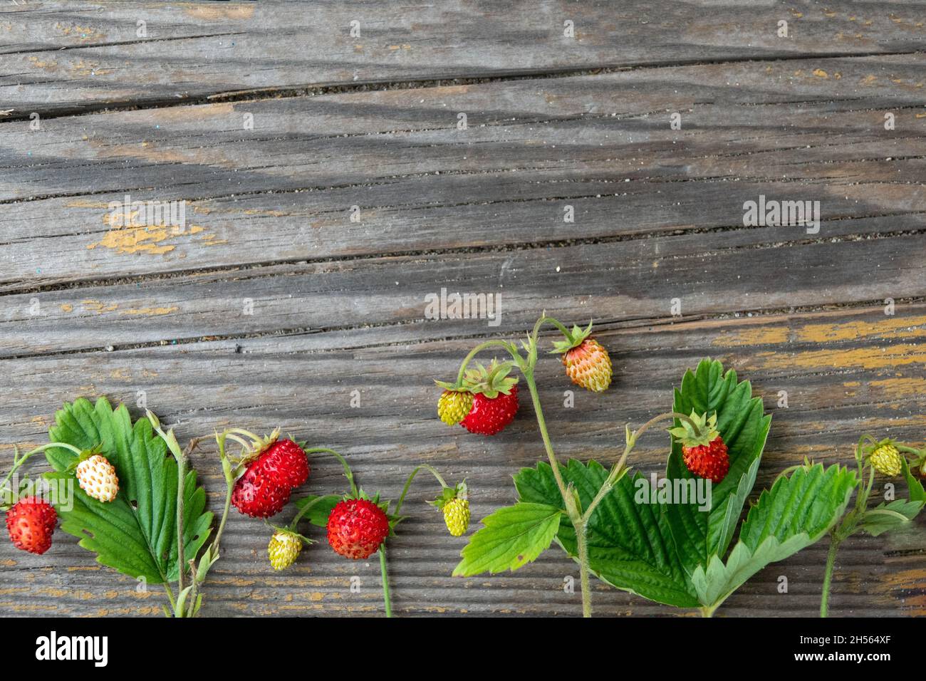Fragaria vesca, European strawberry, wood strawberry. Wild strawberry ...