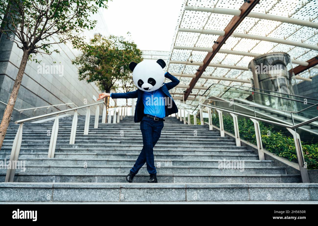 Storytelling image of a business man wearing a giant panda head Stock ...