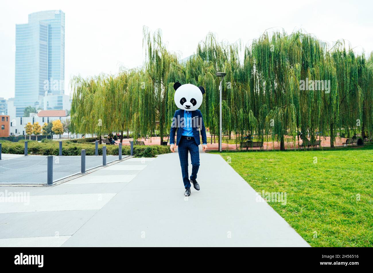 Storytelling image of a business man wearing a giant panda head Stock ...