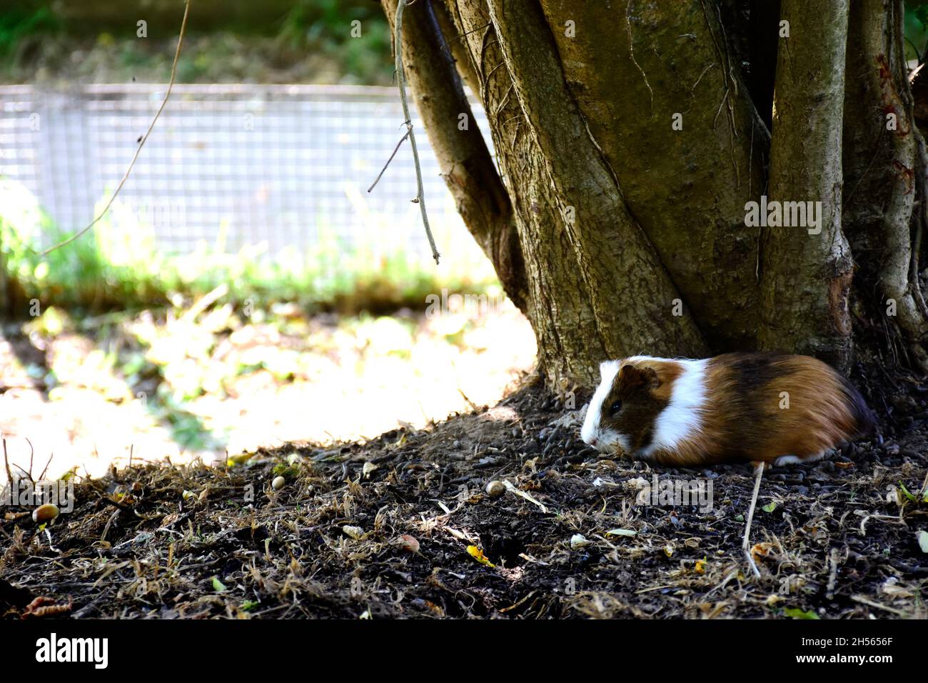 Photograph of a brown and white hamster resting freely next to a tree ...