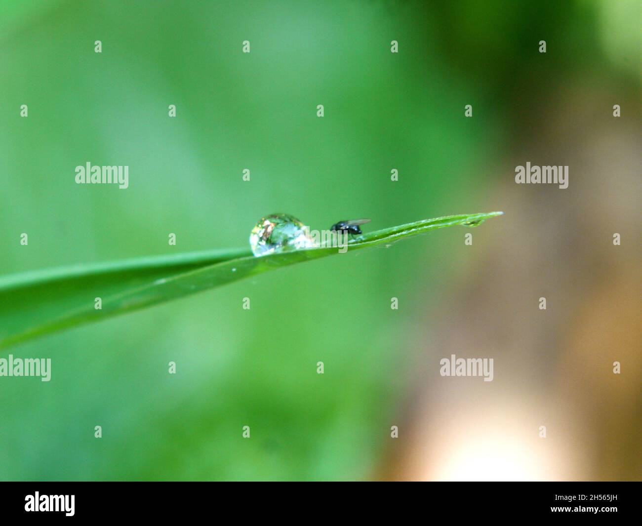 Raindrop abstract hi-res stock photography and images - Alamy