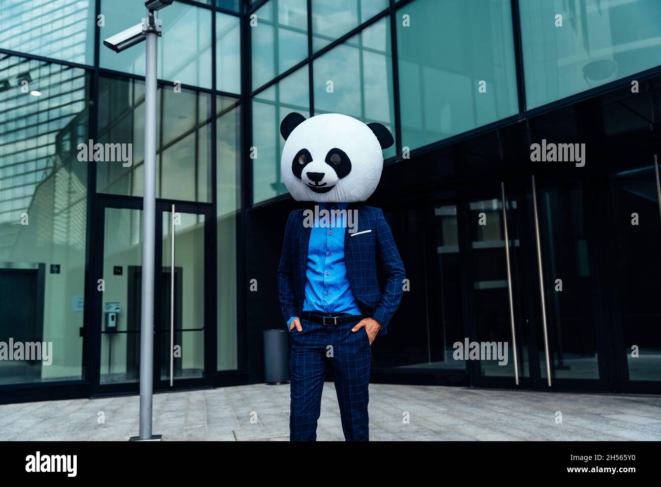Storytelling image of a business man wearing a giant panda head Stock ...