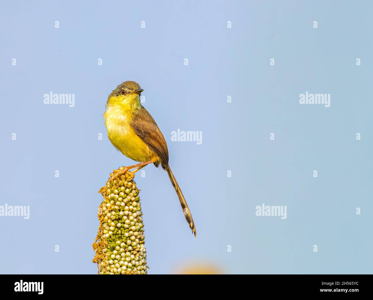 A selective focus shot of an ashy Prinia bird perched on a millet stick ...
