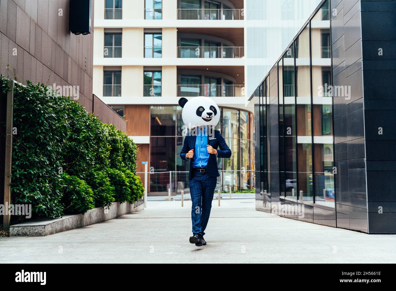 Storytelling image of a business man wearing a giant panda head Stock ...