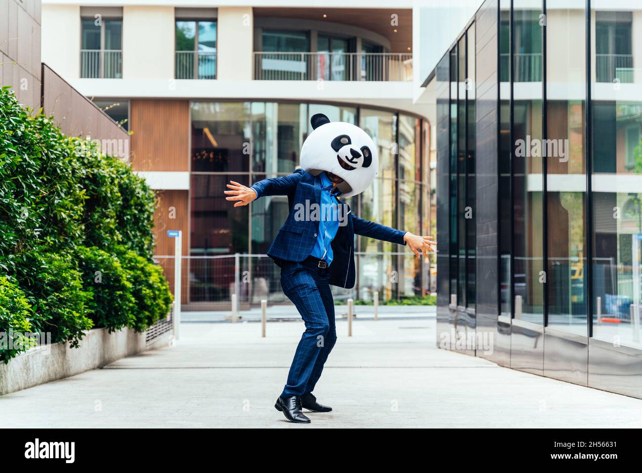 Storytelling image of a business man wearing a giant panda head Stock ...