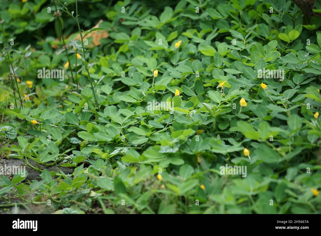 Arachis pintoi (Pinto peanut) with a natural background Stock Photo - Alamy