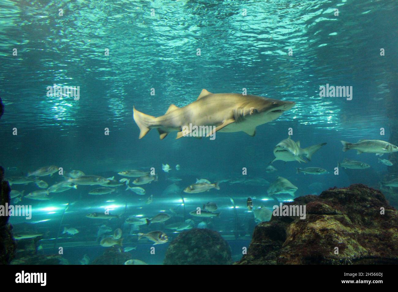 Shark, swimming alone in an aquarium in Barcelona, Spain Stock Photo ...