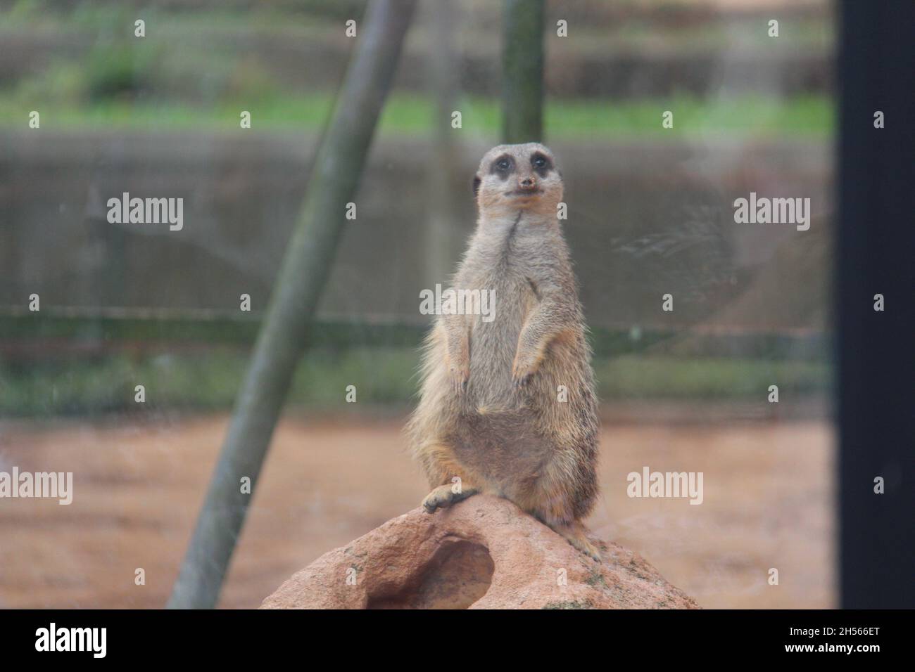 A meerkat, standing watching the movement in a zoo in São Paulo, Brazil ...