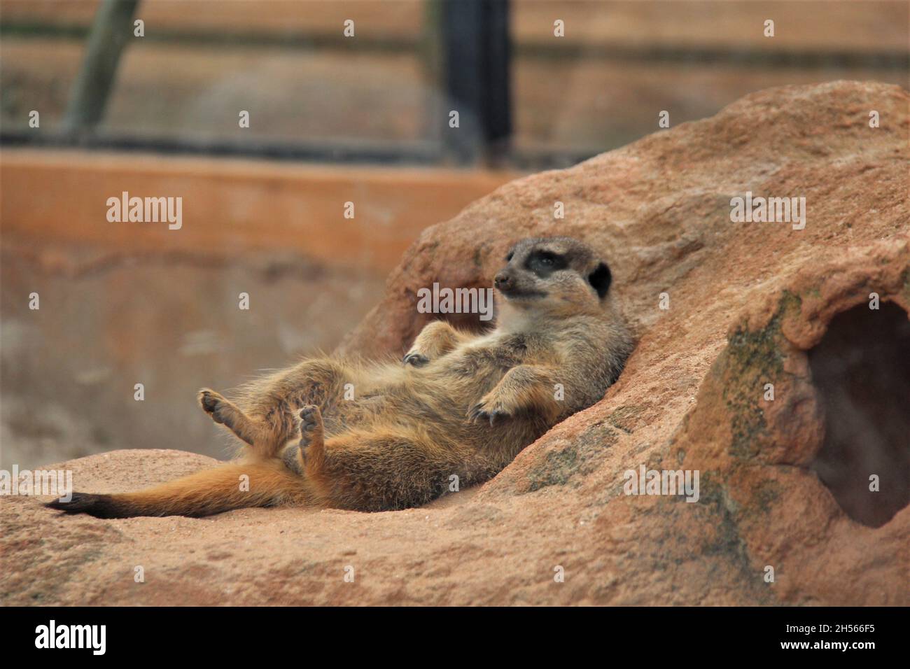 Meerkat relaxing lying on a rock in a Zoo in São Paulo, Brazil Stock ...