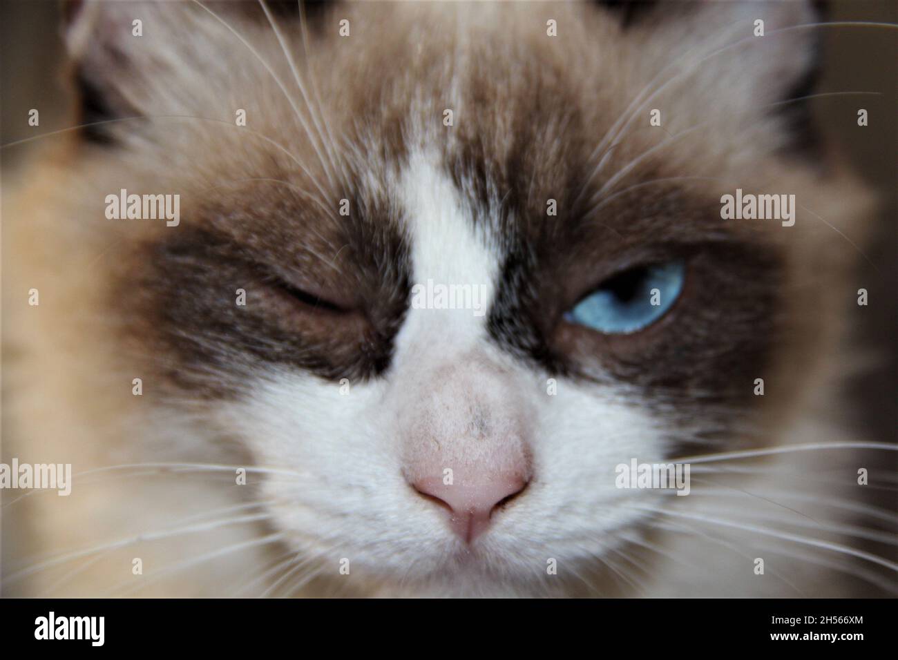 Close-up of the face of a beautiful white kitten with blue eyes ...