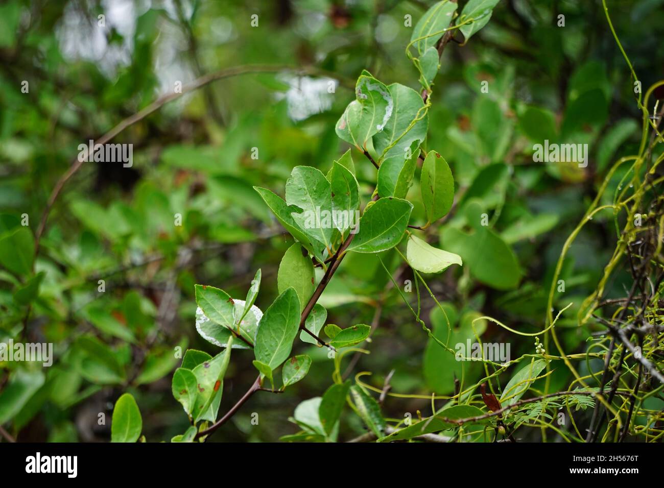 Wildland background hi-res stock photography and images - Alamy