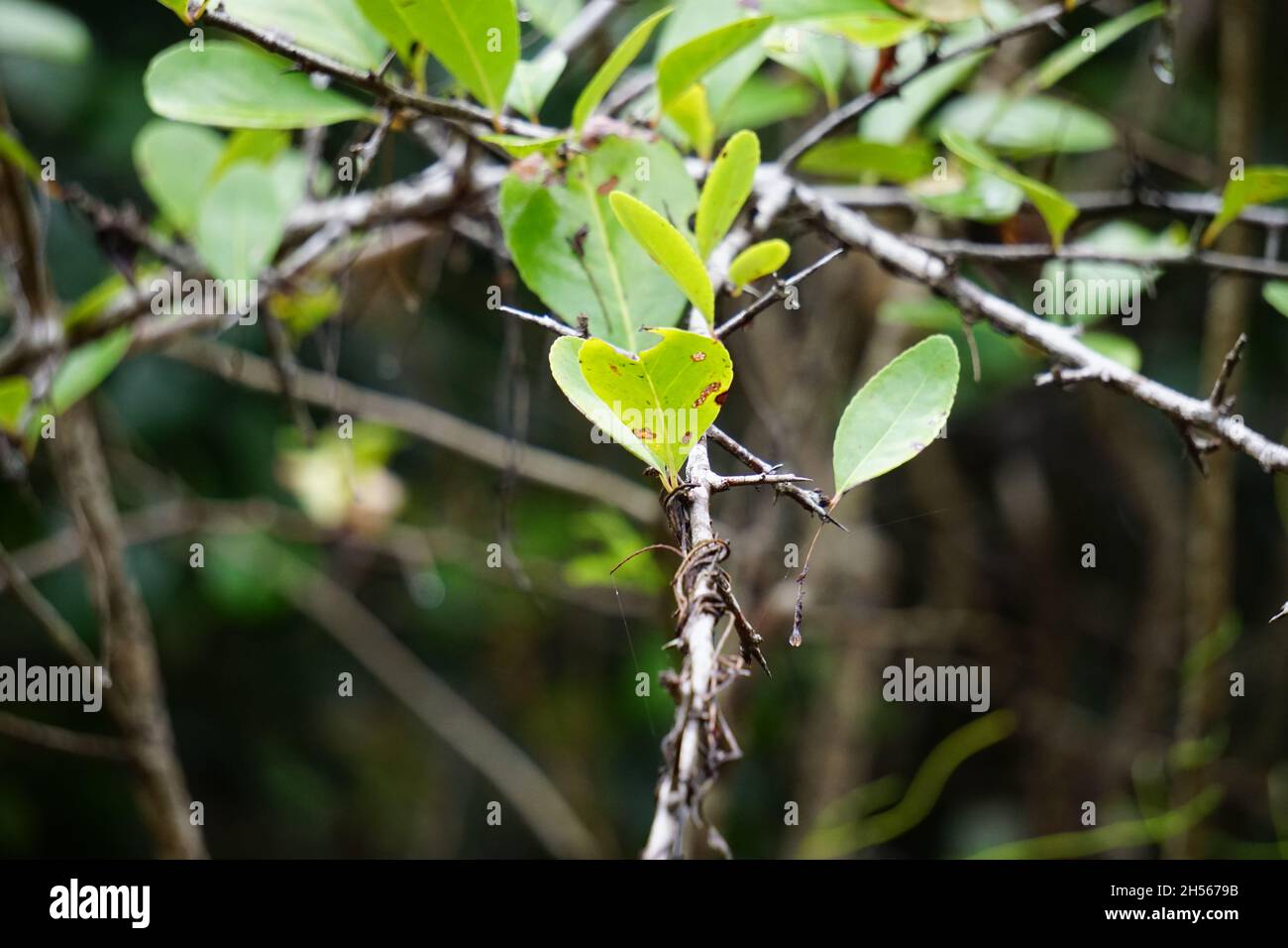 Thorny tree with a natural background Stock Photo - Alamy