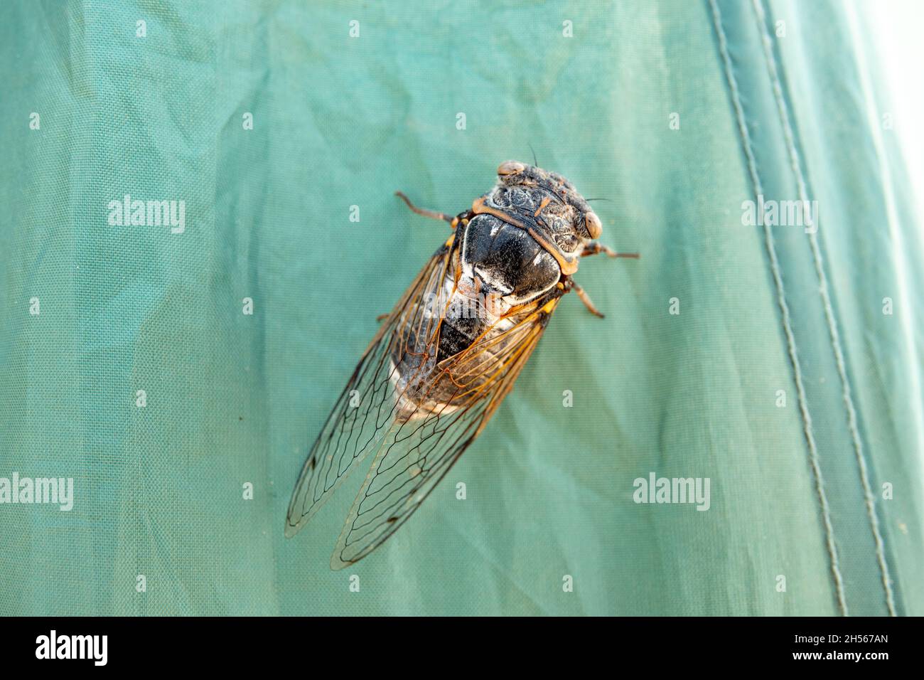 Cicada insect,Cicada Macro,Cicada sits on a branch Stock Photo - Alamy