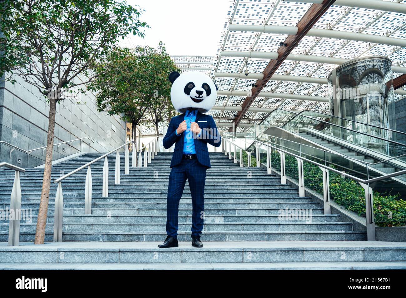 Storytelling image of a business man wearing a giant panda head Stock ...